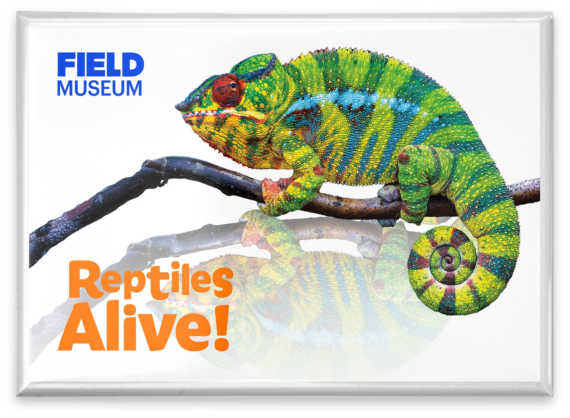 Reptiles Alive Chameleon Magnet – Field Museum