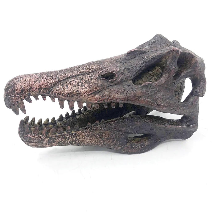 Mini Spinosaurus Fossil Skull – Field Museum