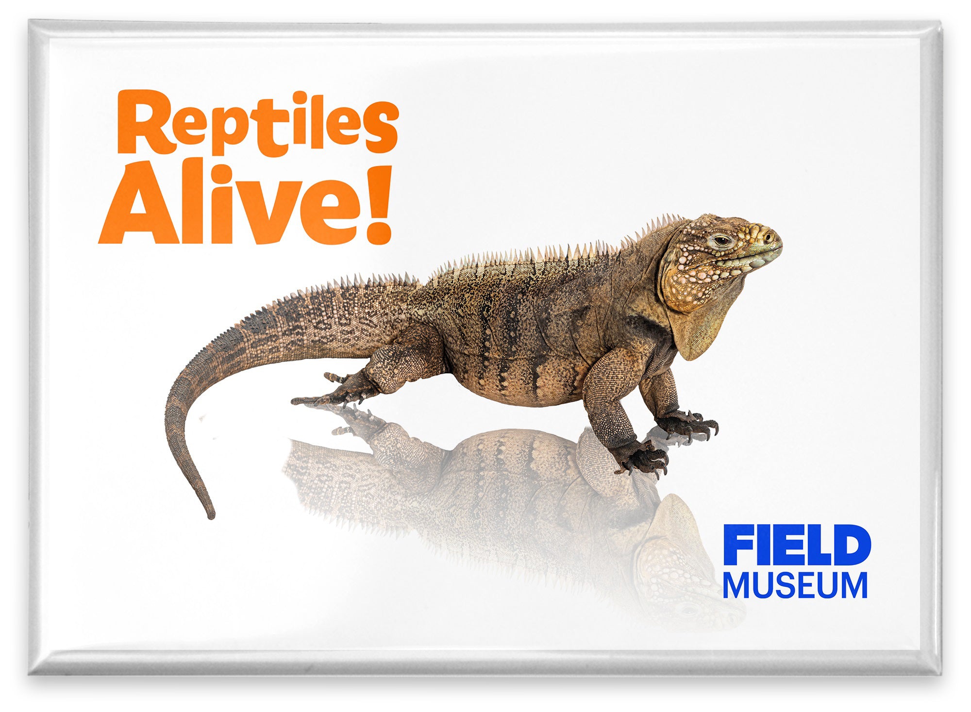 Reptiles Alive Iguana Magnet – Field Museum