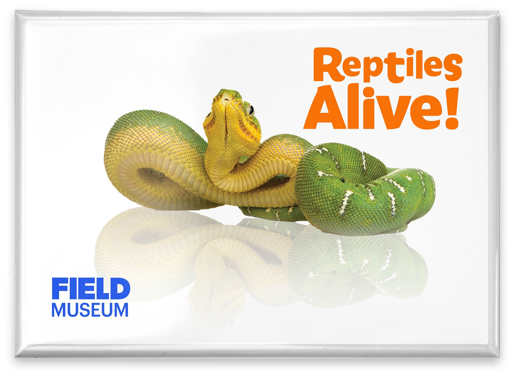 Reptiles Alive Snake Magnet – Field Museum